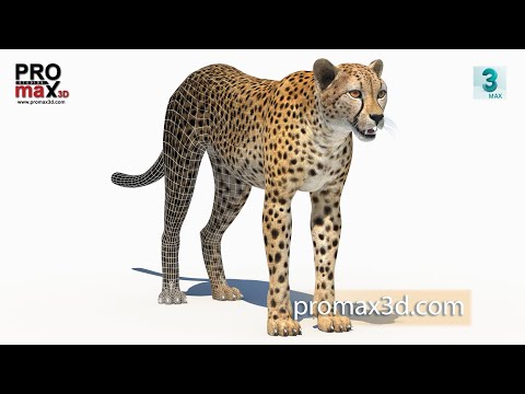 Cheetah Animal 3D Model: Download - 3Ds Max, Maya
