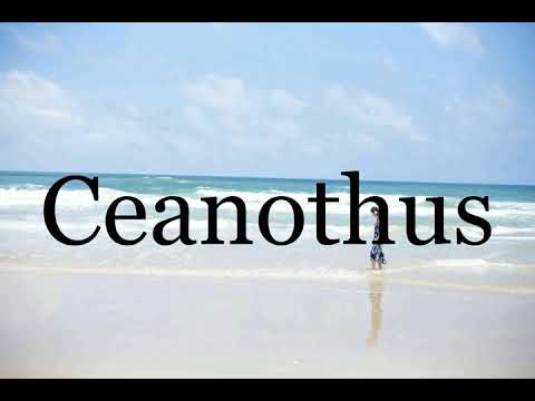 How To Pronounce Ceanothus🌈🌈🌈🌈🌈🌈Pronunciation Of Ceanothus