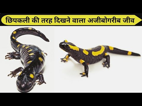 छिपकली की तरह दिखने वाला अजीबोगरीब जीव | Salamander in Hindi | Animal Facts | #shorts