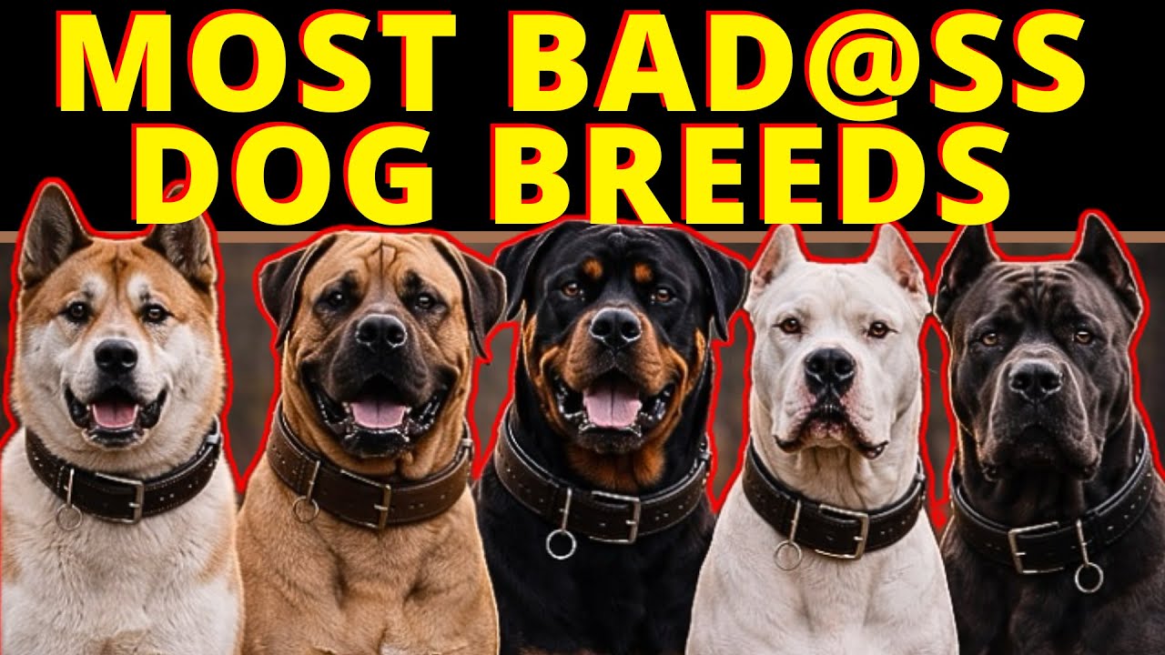 A Professional Dog Trainer's Top 5 Most Intimidating Dog Breeds