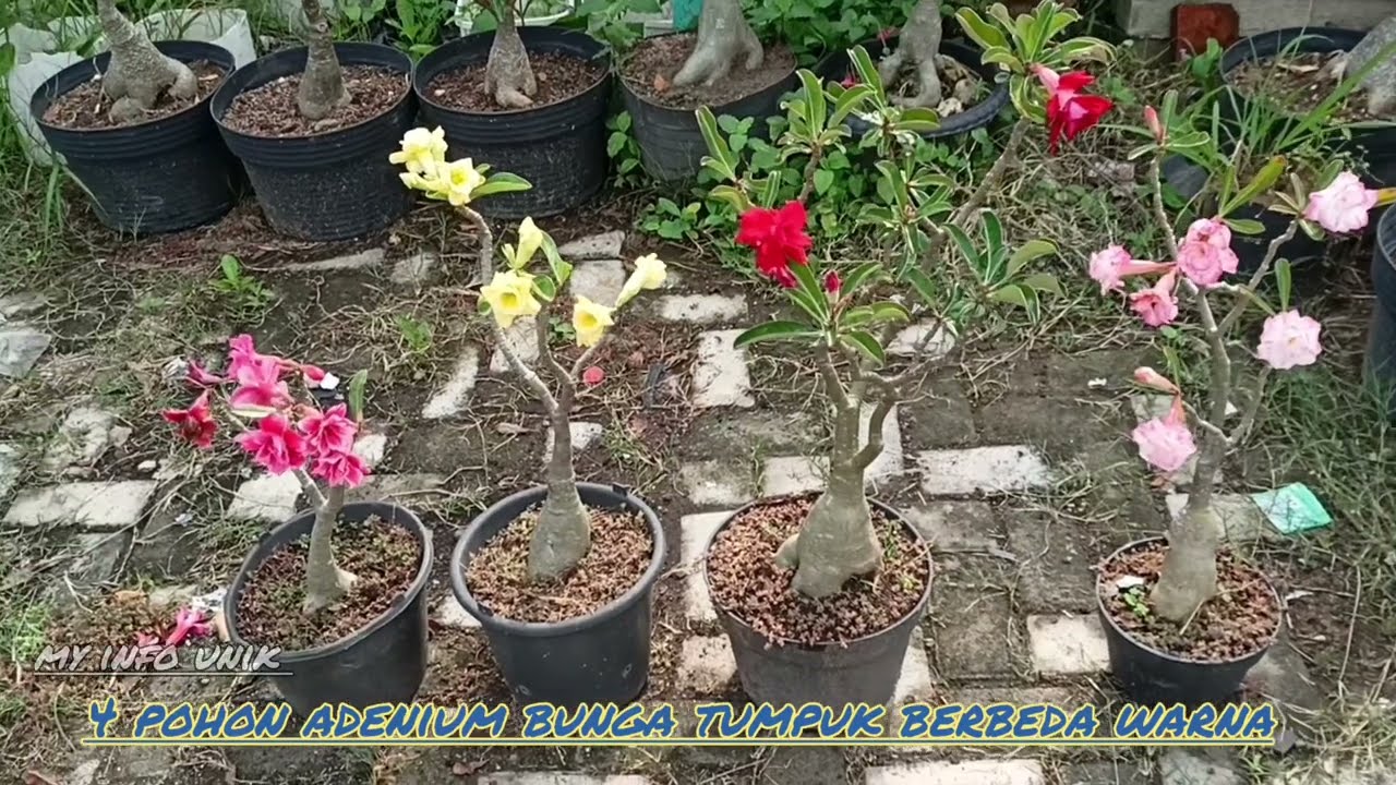 penawaran empat pohon adenium beda warna