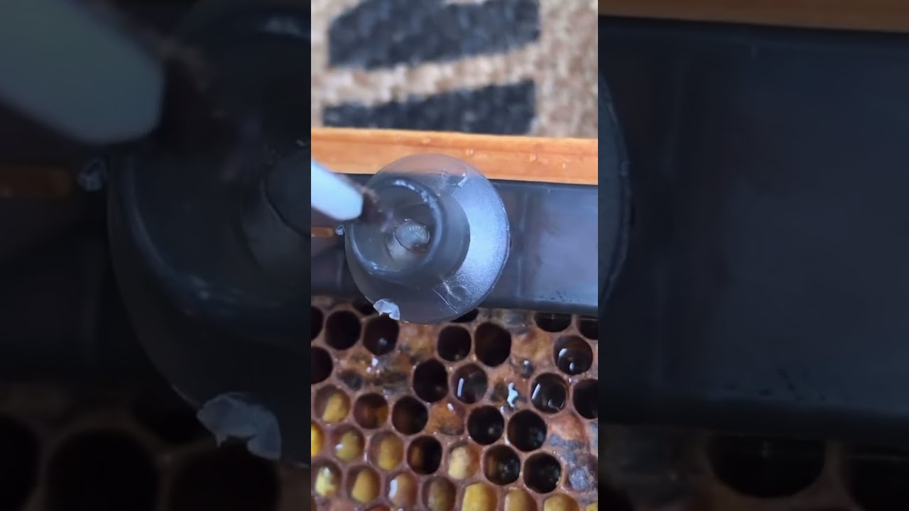 Making queen bees 🐝 #bee #beekeeper #trending #shorts