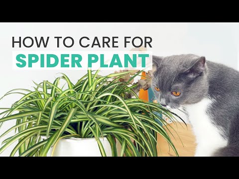 BEST TIPS | HOW TO CARE FOR SPIDER PLANT