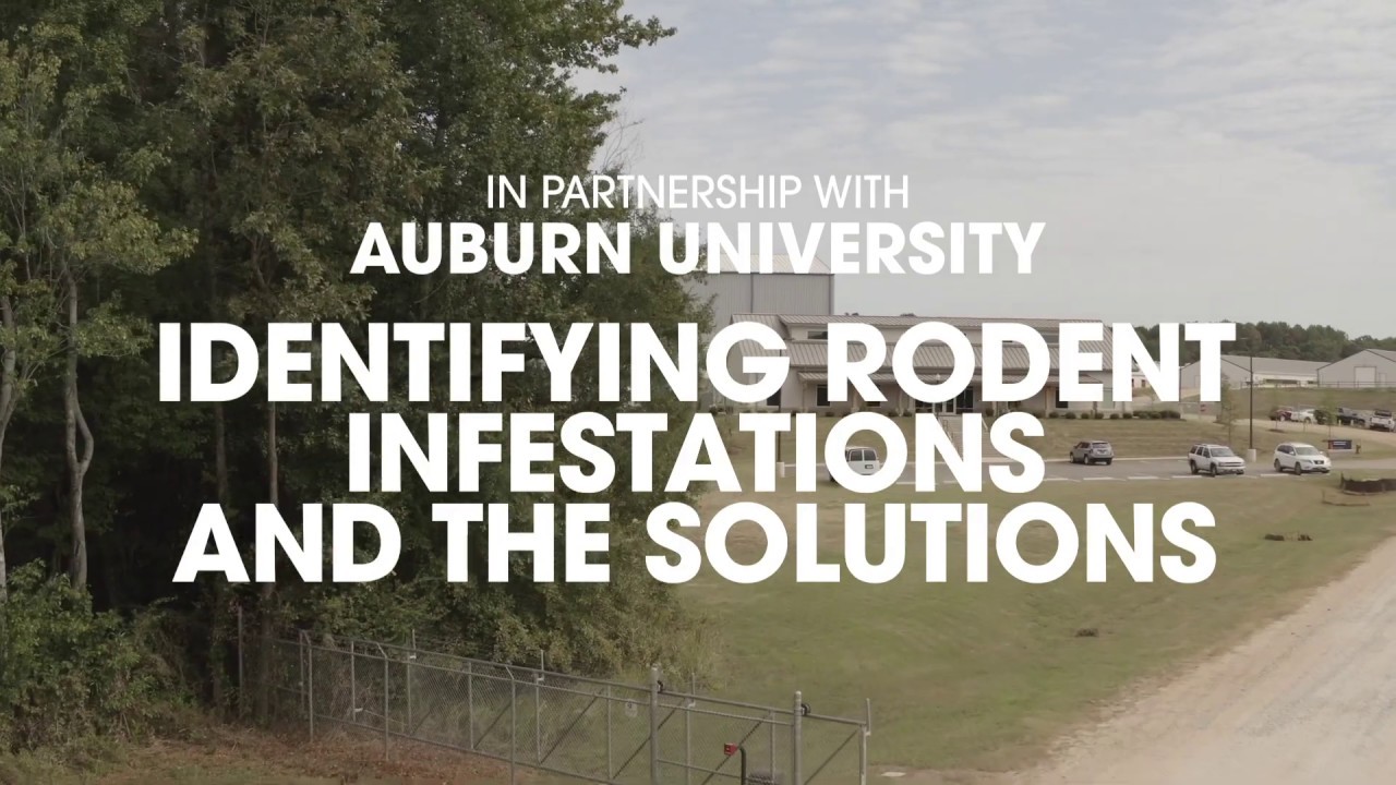 Signs of rodent infestations on farms and how to control them