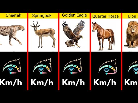 Top 100 Fastest Animals in the World 🏃💨