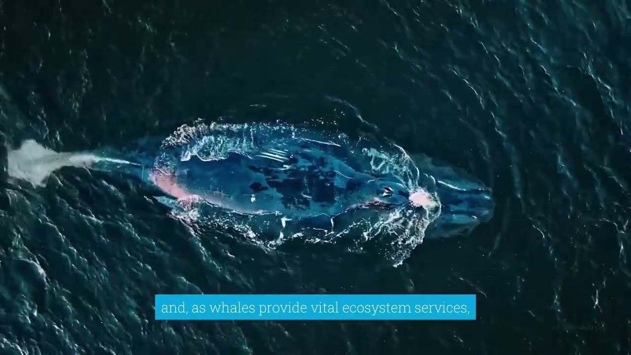 Commercial whaling and the IWC