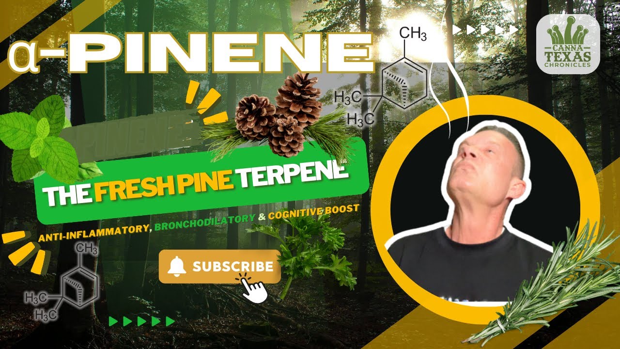 α-Pinene: The Fresh Pine Terpene | Inflammation Fighter & Cognitive Boost