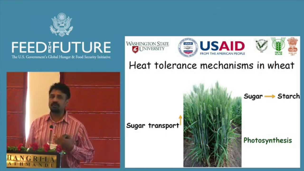 Presentation: Feed the Future Innovation Lab for Climate-Resilient Wheat