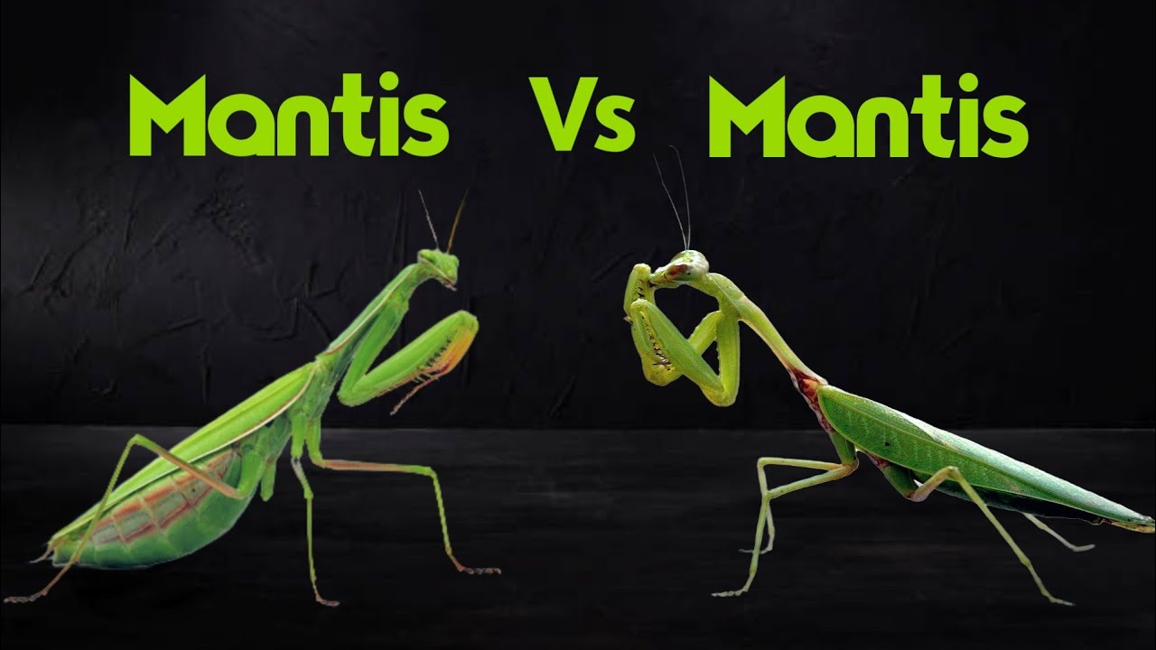 The Ultimate Showdown: Mantis vs Mantis!