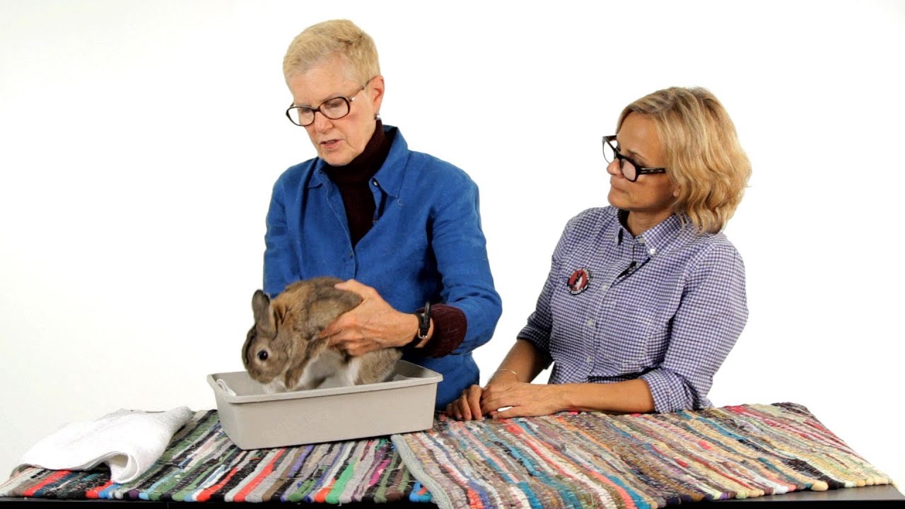 Do Rabbits Need to Be Bathed? | Pet Rabbits