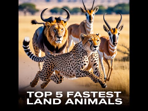 Top 5 Fastest Land Animals – Who Rules the Race?