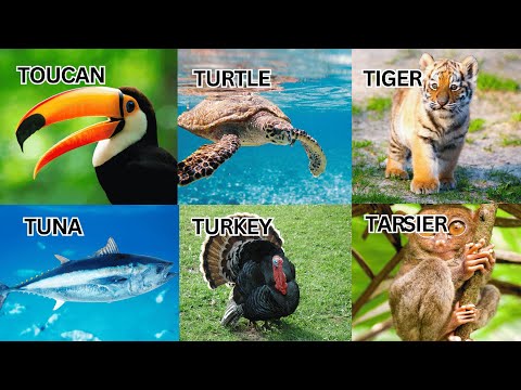 Tiny T Treasures: 10 Baby Animals Starting with T for Kids