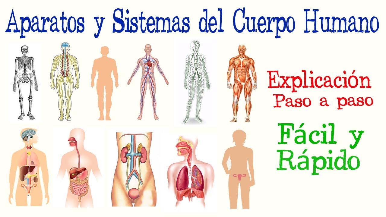 👤Human Body Systems and Devices | [Easy & Fast] | BIOLOGY |