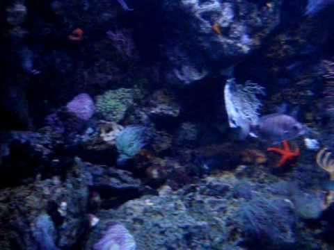 Echinoderm Reproduction | patrickthastar