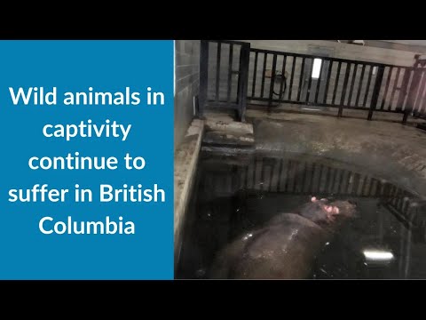 Wild and exotic animals are suffering in captivity in British Columbia