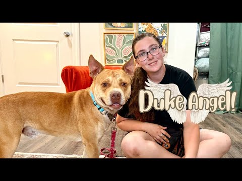 Dog for adoption - Duke Angel is an actual Angel, an American ...