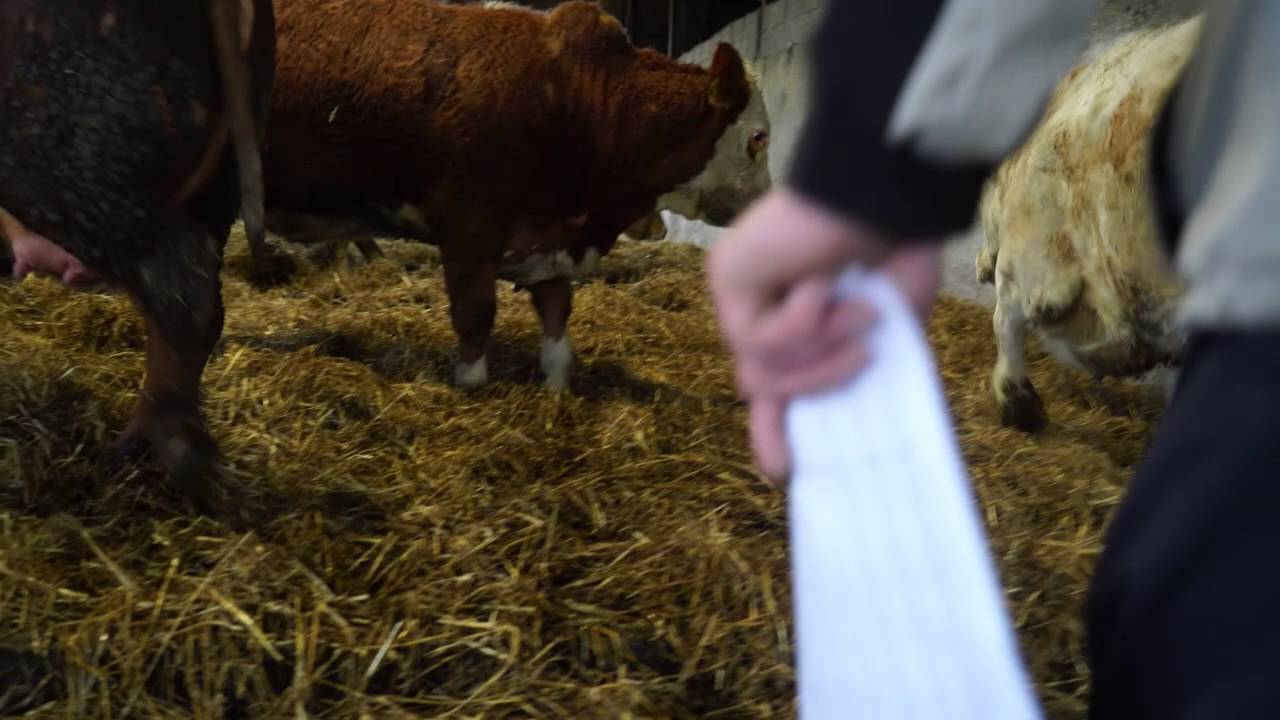 Tom Halpin Beef Data and Genomics Programme Case Study