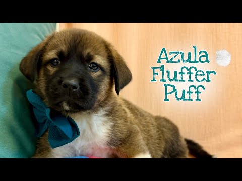 Dog for adoption - Azula Flufferpuff, a Husky & German Shepherd Dog Mix ...