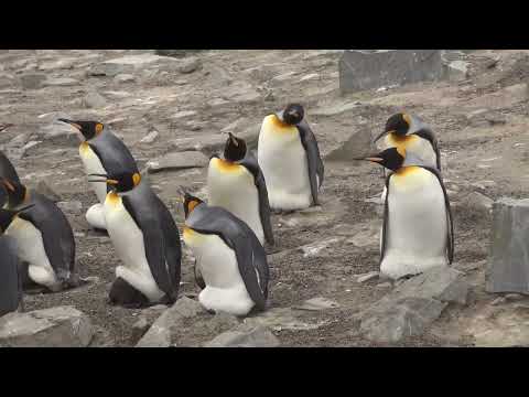 The Falkland Islands, Bluff Cove penguin rookery.