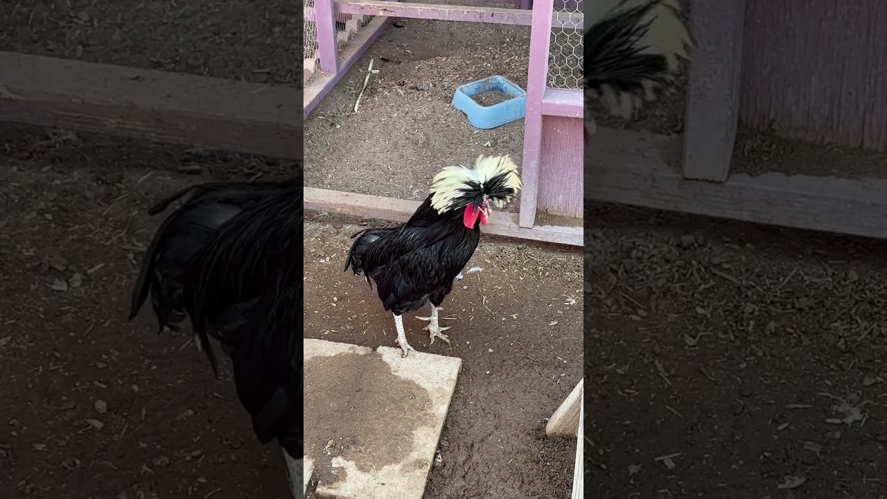 Polish rooster crowing #chickens #roostersound #rooster