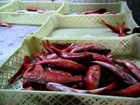 Red Mullet Senegal | |Senegal Seafood|Senegal Fish|