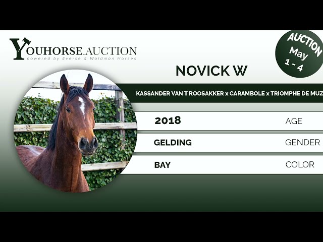 Youhorse.auction | Novick W