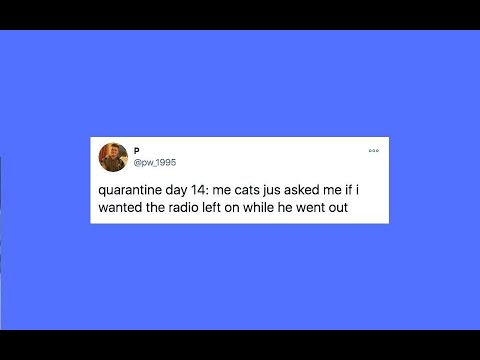 60 Of The Funniest Tweets About Cats And Dogs This Year