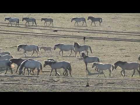 Horses, stallion the king, Koniks, Oostvaardersplassen, the Netherlands