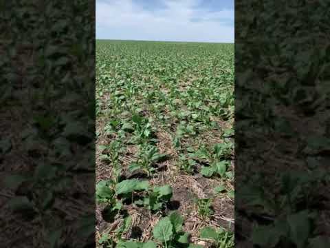 New! Pioneer Protector® Canola Hybrid P508MCL | Corteva Agriscience Canada