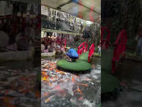 Koi cafe at Chiangmai Thailand (carp) #koi #koifish #cafe #café #cafevlog #restaurant #fish #shorts