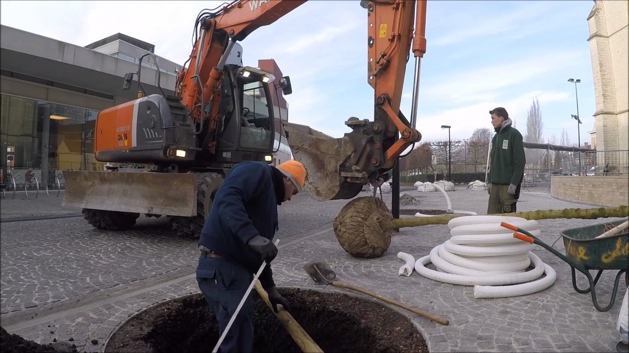 Tree planting using TerraCottem Arbor, city of Oudenaarde, Belgium