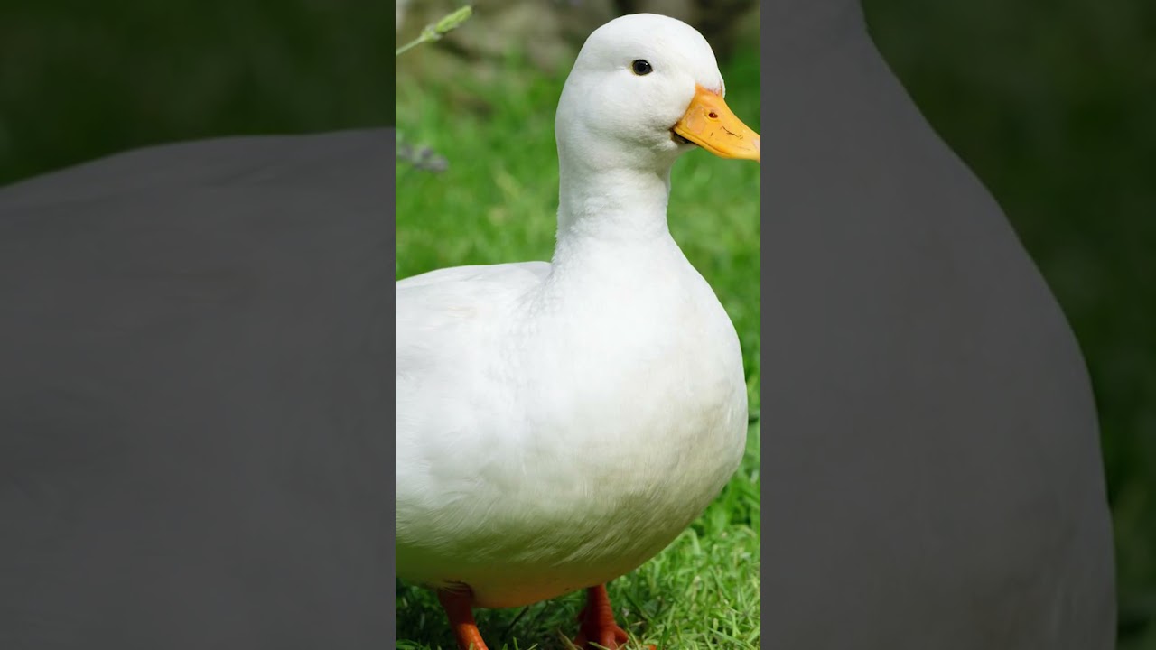 The Worlds Hardest Languages to Learn 🤔