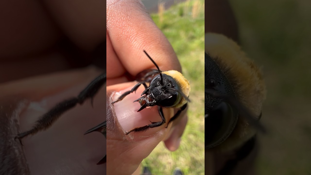 Caught this adorable little Eastern Carpenter Bee! 🐝 #beekeeping #insect #insects #tarantula #bees