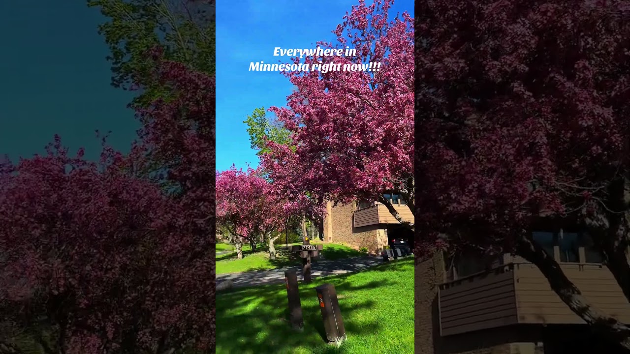 Spring is in here! #minnesota #minneapolis #burnsville #springflowers