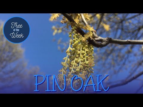 Tree of the Week: Pin Oak
