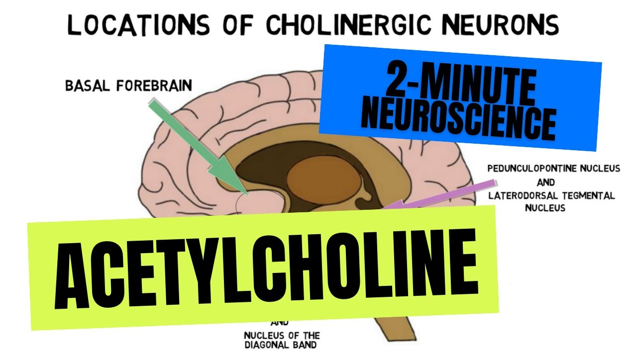 2-Minute Neuroscience: Acetylcholine