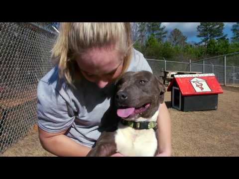 Animal Control Expansion - Athens-Clarke County SPLOST 2011 Project #19