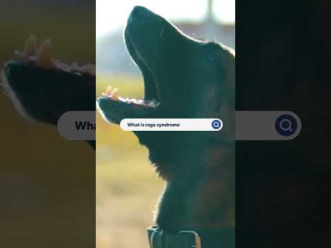 What Is Rage Syndrome In Dogs?
