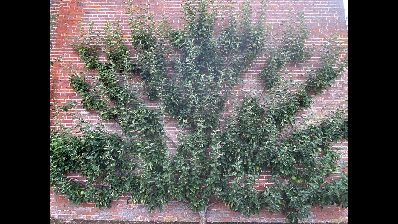 Trained Fruit webinar  part one Susan Campbell