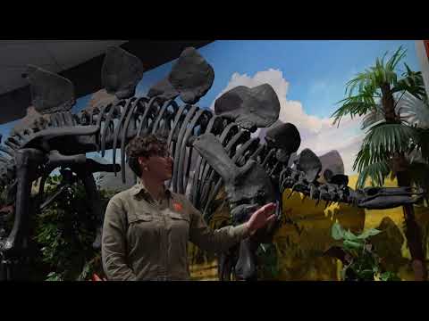 Object in Focus: Stegosaurus