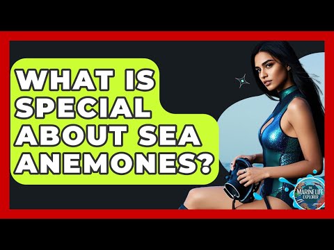 What Is Special About Sea Anemones? - The Marine Life Explorer