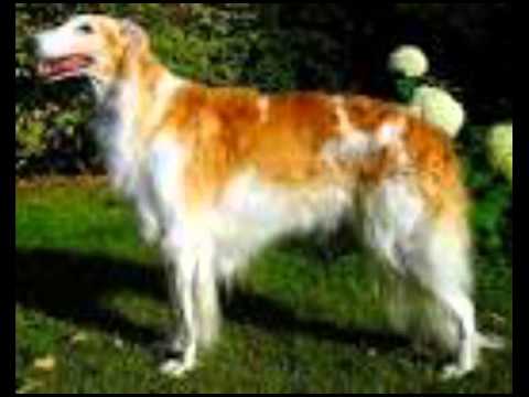Barzoî chien