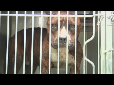Bait dogs and dog fighting in SWFL