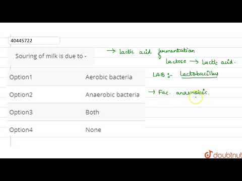 Souring of milk is due to -