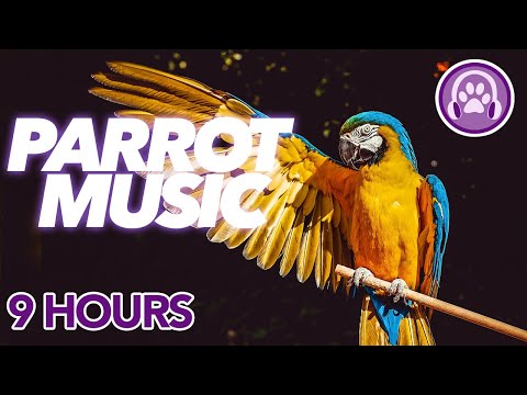 HOW TO Calm a Parrot - Magic Music for Anxious, Stressed or Lonely Birds 🦜