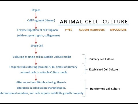 Animal Cell Culture