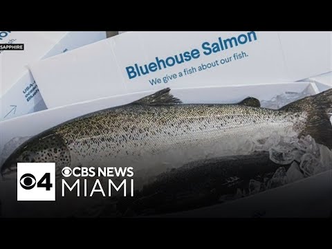 Salmon farming in South Florida? It's happening in Homestead