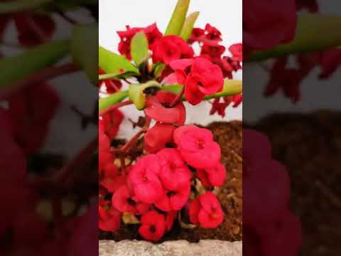 crown of thorns flower