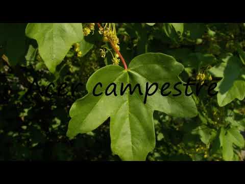 How to Pronounce Acer campestre?