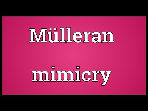 Mรผlleran mimicry Meaning